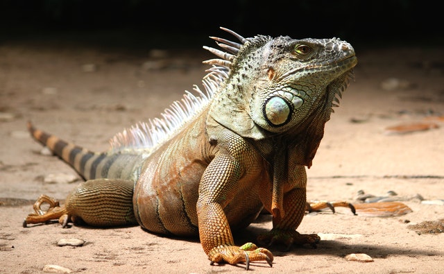 Leguan Terrarium – Das sollten Sie beachten! - terrarium-construction.de